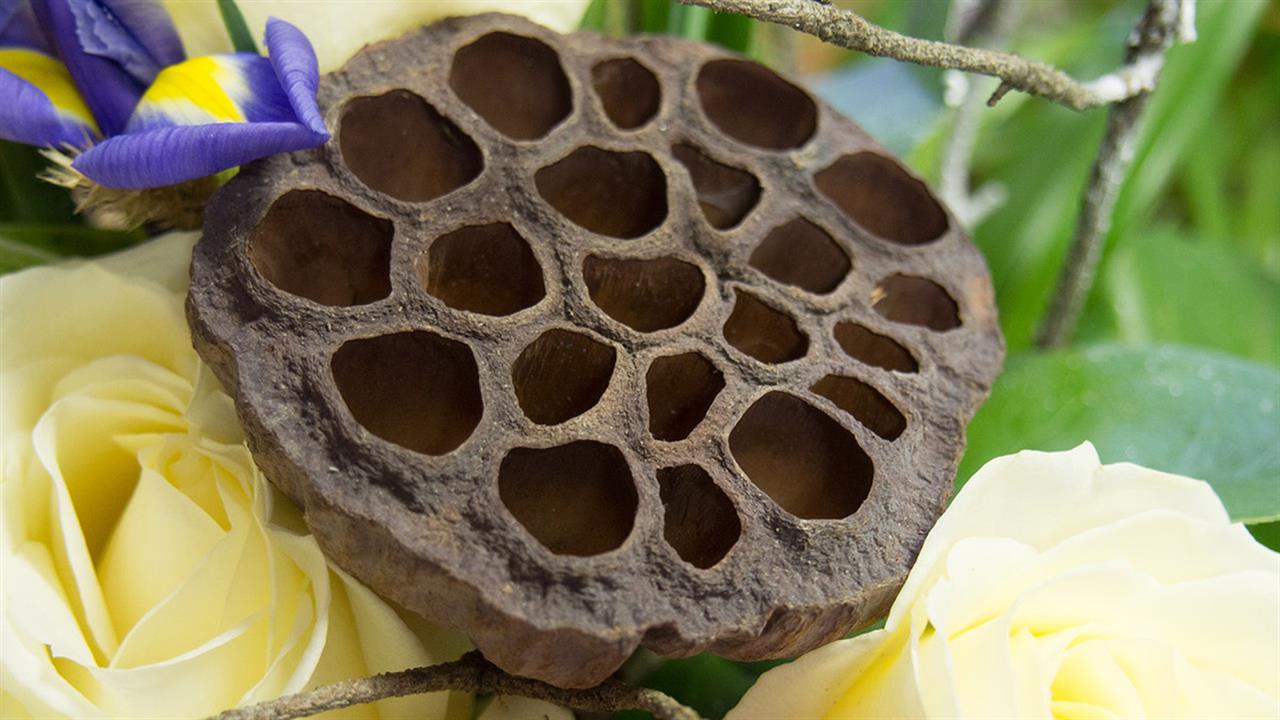 Τι είναι η τρυποφοβία;