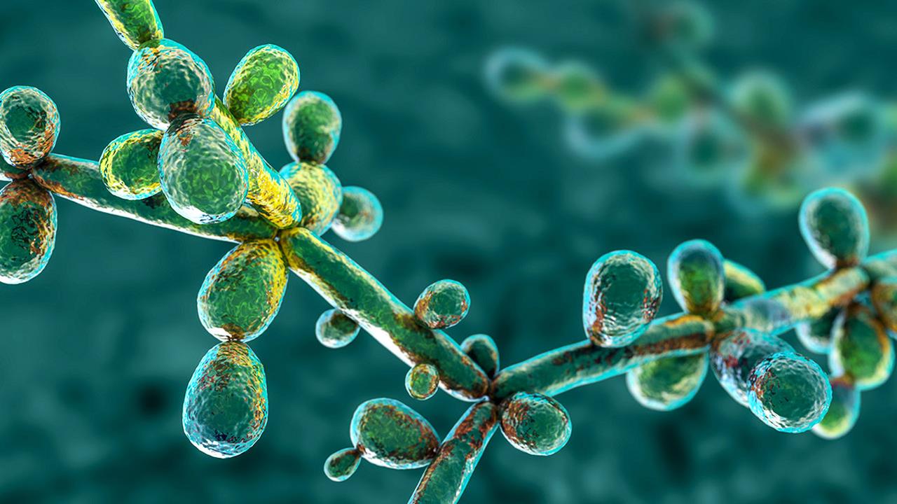 Λοιμώξεις από Candida - Τι πρέπει να γνωρίζετε