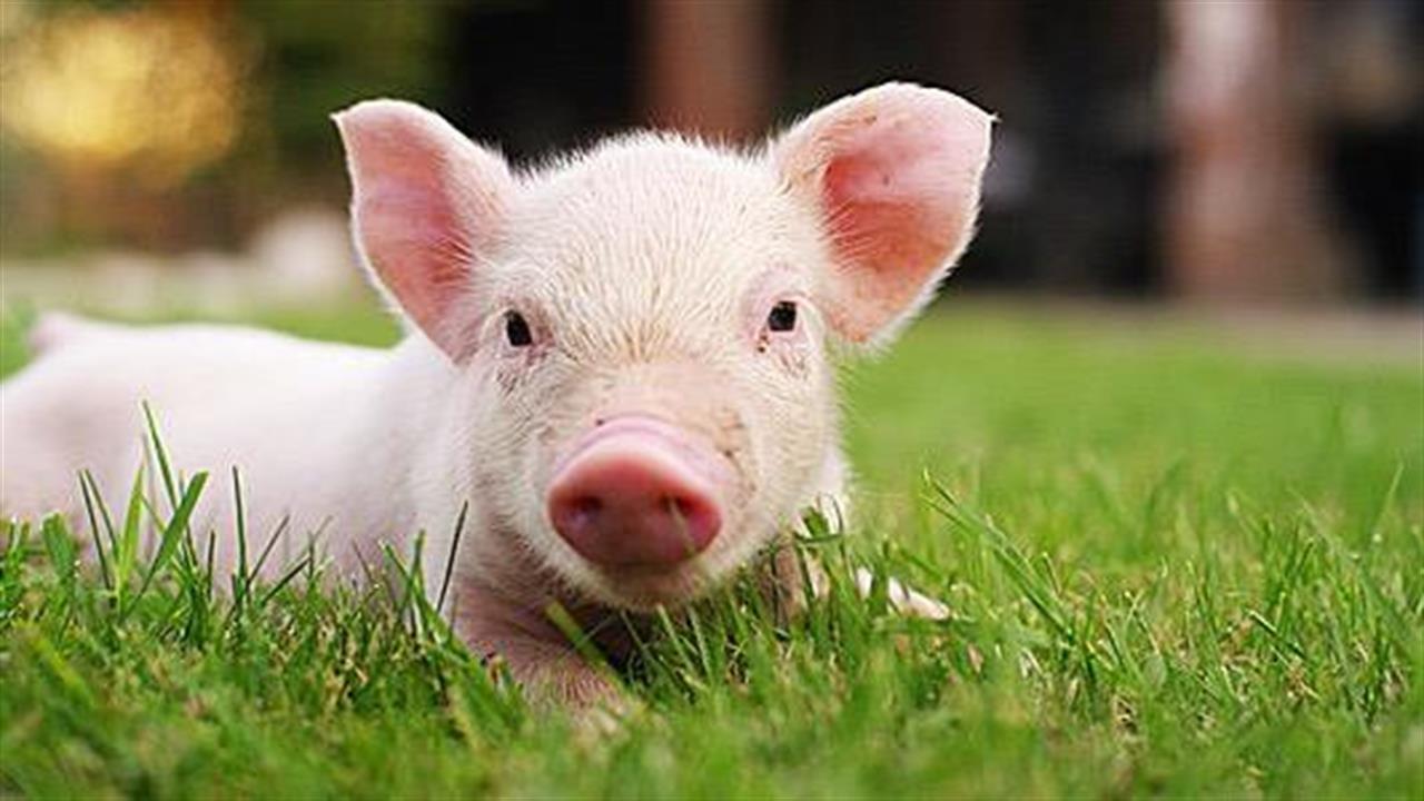 Απειλή πανδημίας από νέο ιό γρίπης των χοίρων