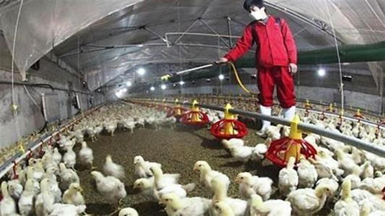 Γρίπη πτηνών Η5Ν8: Ανησυχούν οι πρώτες καταγραφές σε ανθρώπους